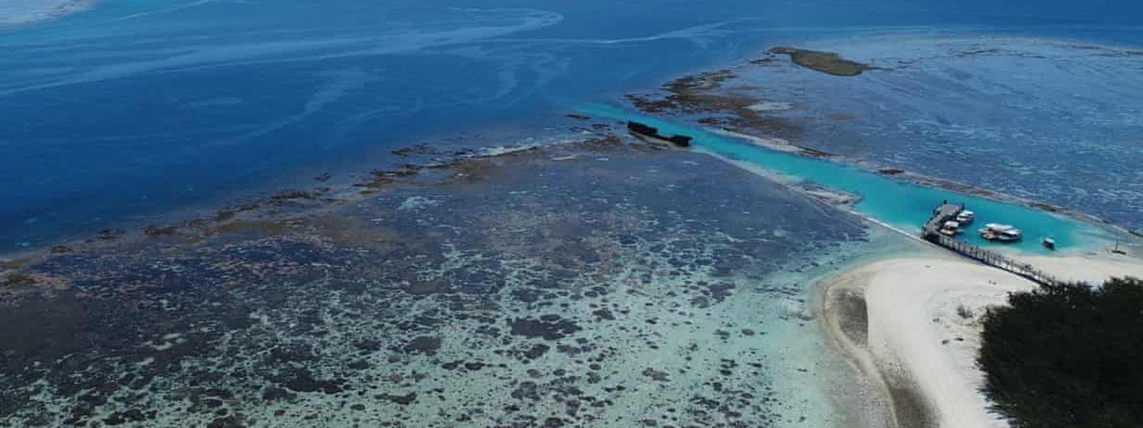 Sea cucumber poo could save a Queensland reef | ZuBlu Sea cucumber poo could save a Queensland reef | ZuBlu