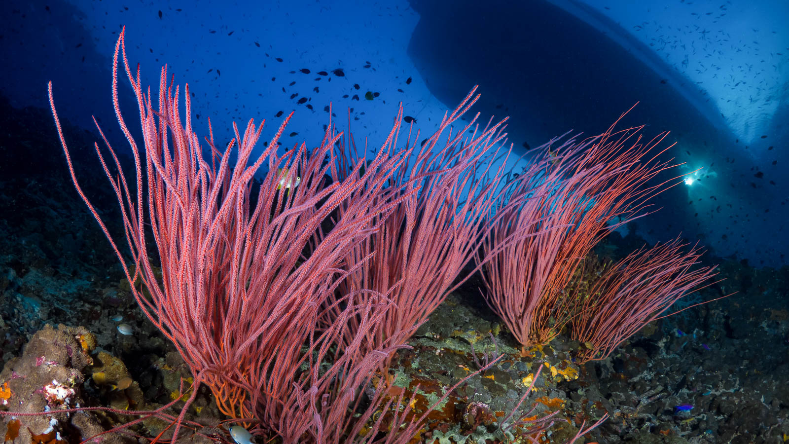 Pacific Ocean Plants